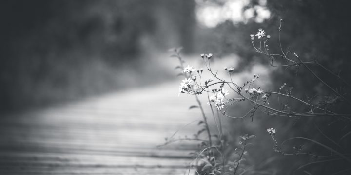 Book tickets online now and fly into the world | SWISS